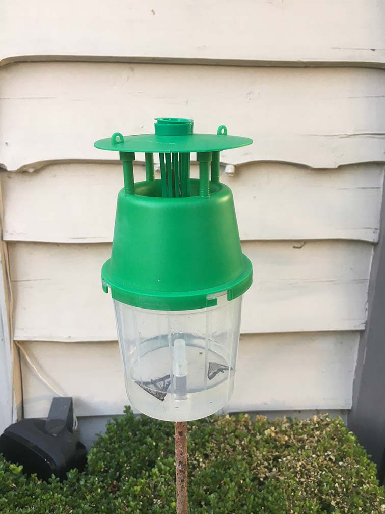 BSI Feromoonval Buxusmot Duopack (Nr.: BSI64190)